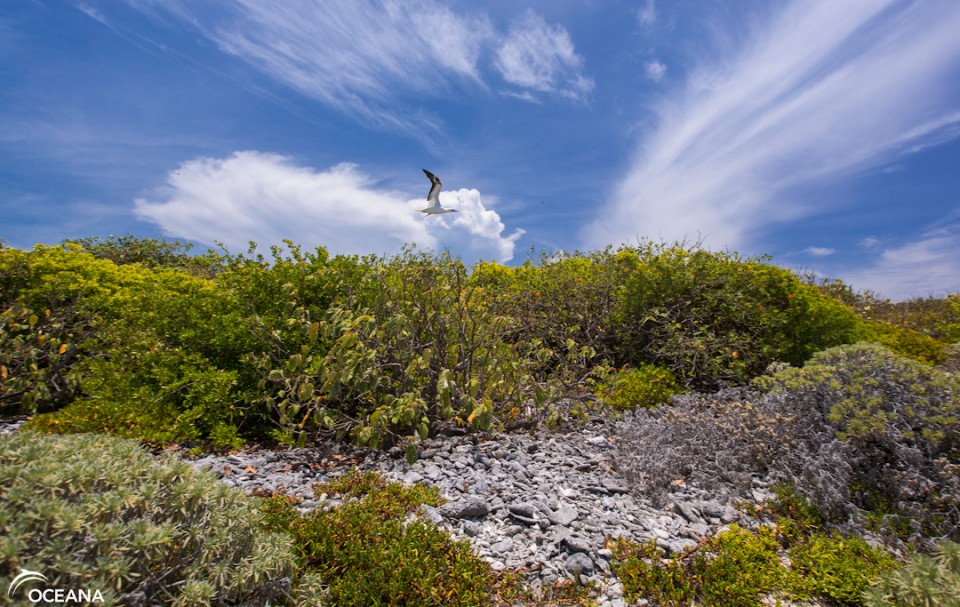 Oceana in Belize Exposes Belizean Youth to the Wonder of the Sea - My ...