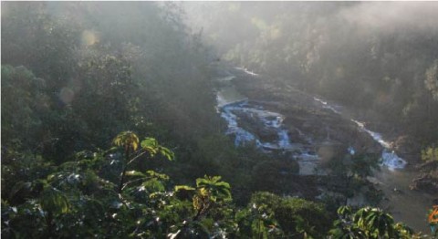 Lizard Tales - The Sisimite/Sisimito - My Beautiful Belize