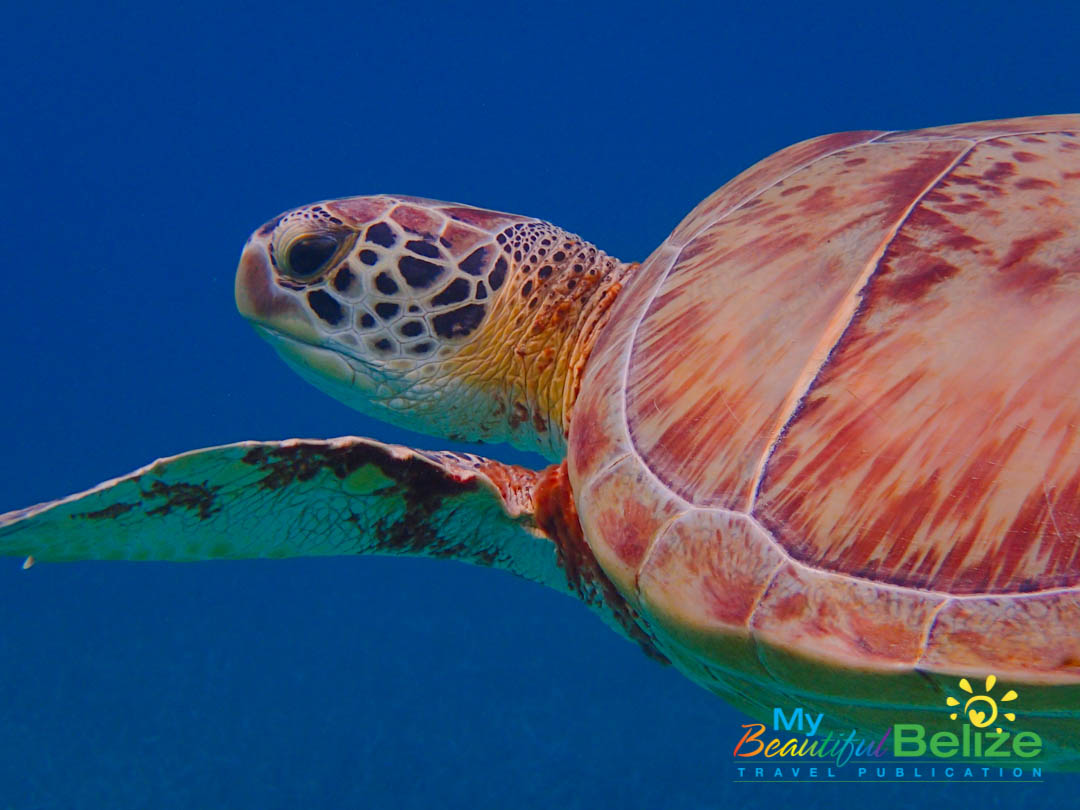 Wild for sea turtles - My Beautiful Belize